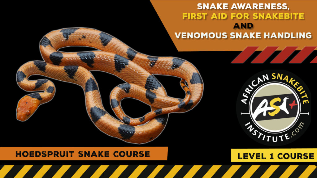 Snake Awareness & Venomous Snake Handling (Hoedspruit) - 2023-11-04
