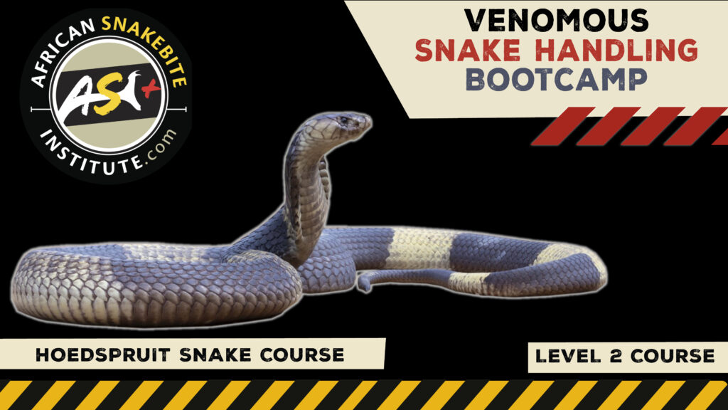 Venomous-Snake Handling Bootcamp (Hoedspruit) - 2023-11-05