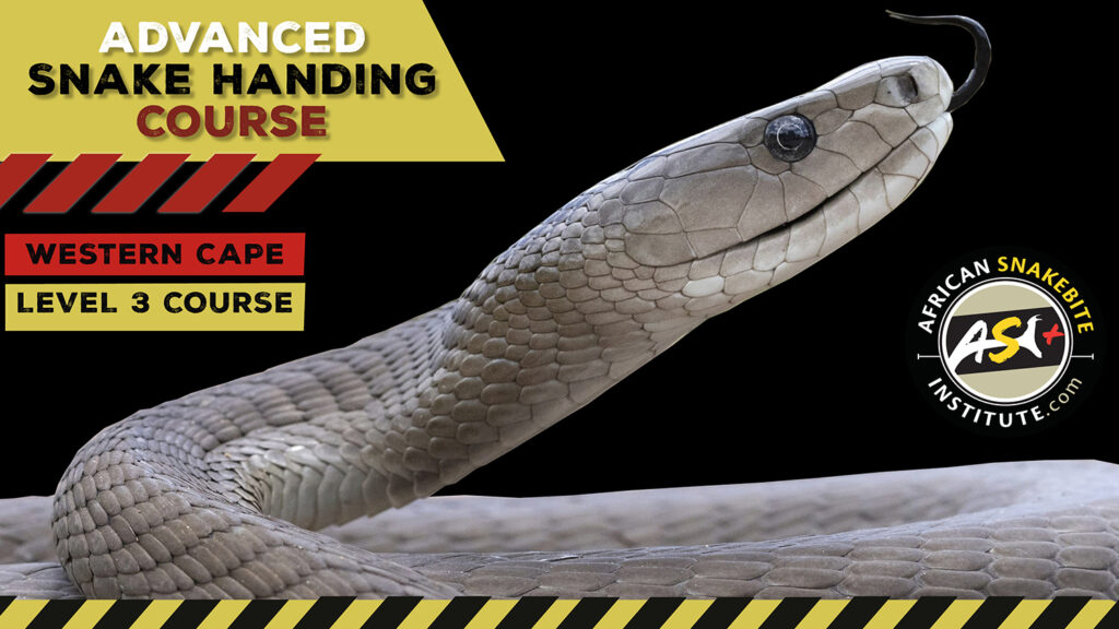 Advanced Venomous Snake Handling (Western Cape) - 2023-12-03