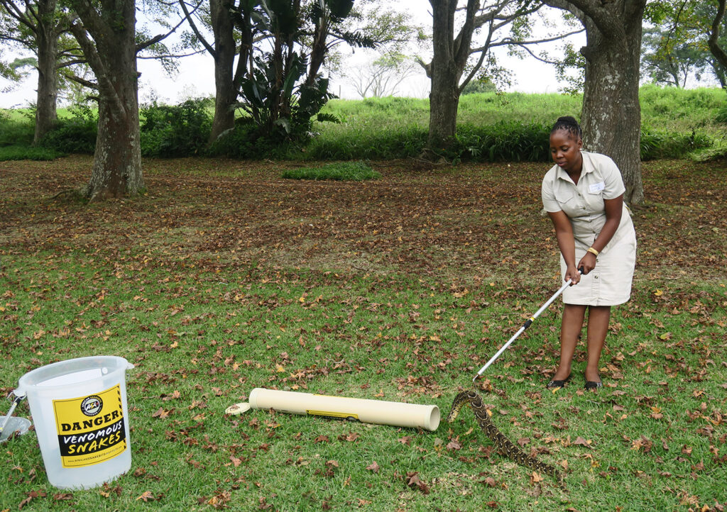 Catching and releasing snakes - African Snakebite Institute