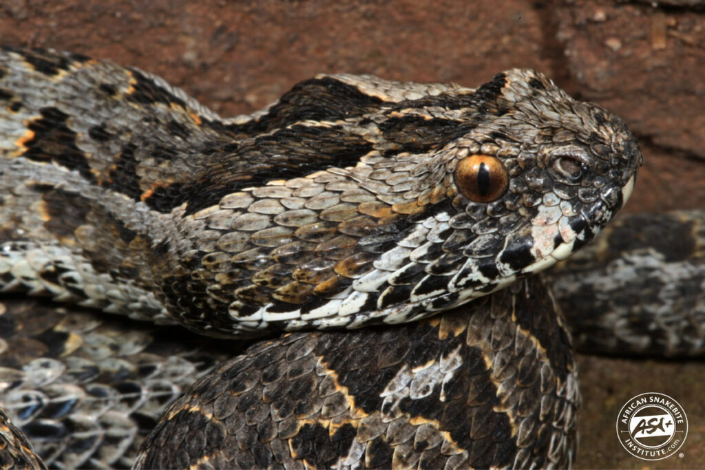 Antivenom Shortage - African Snakebite Institute
