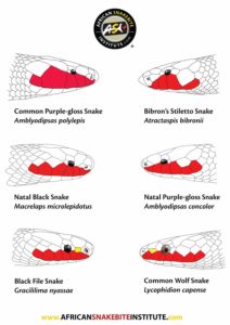 Small black snakes of southern Africa - African Snakebite Institute