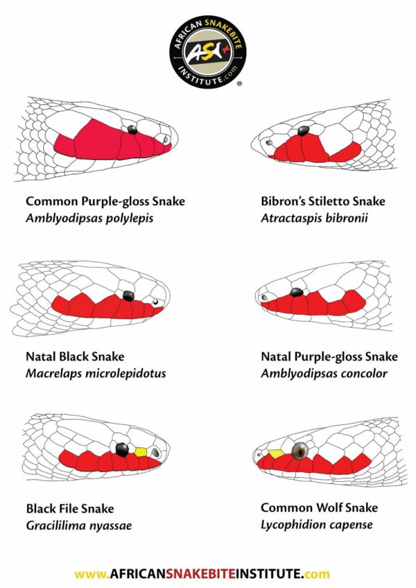 Small black snakes of southern Africa - African Snakebite Institute
