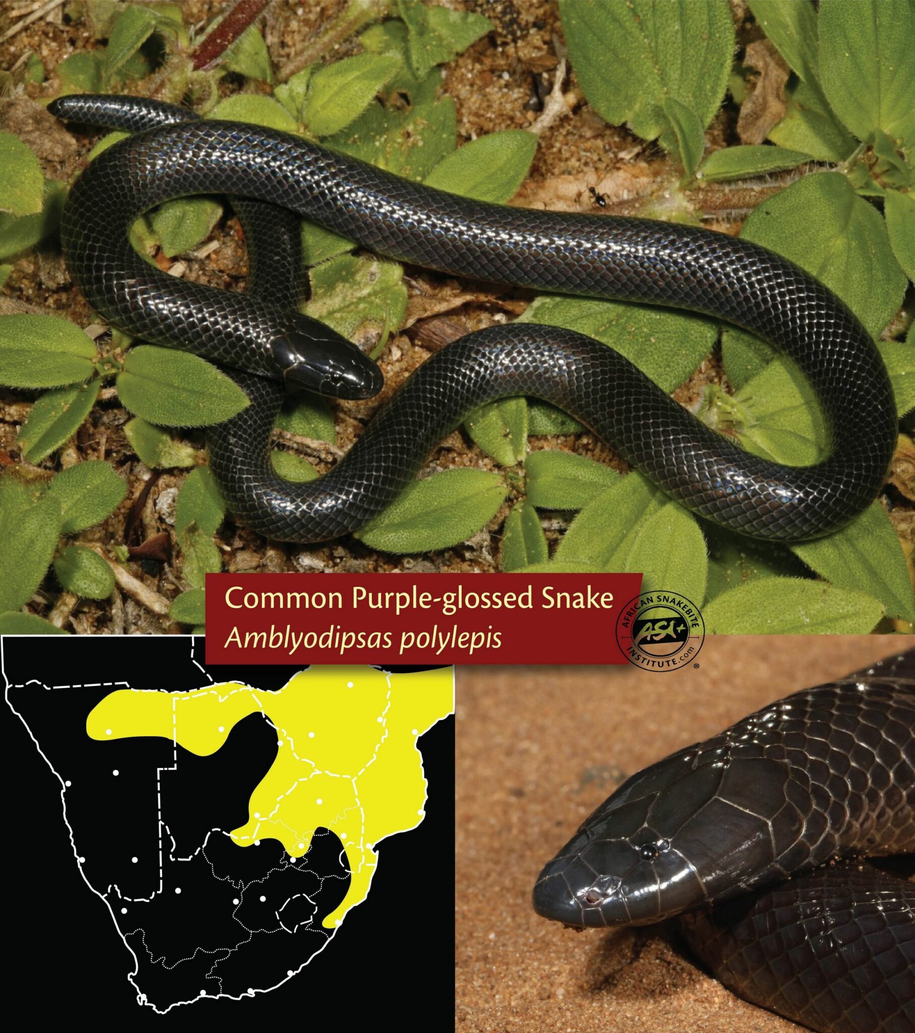 Small black snakes of southern Africa - African Snakebite Institute