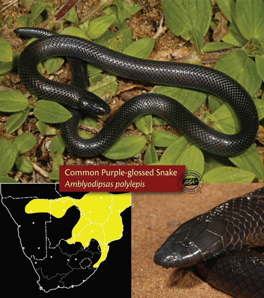 Small black snakes of southern Africa - African Snakebite Institute