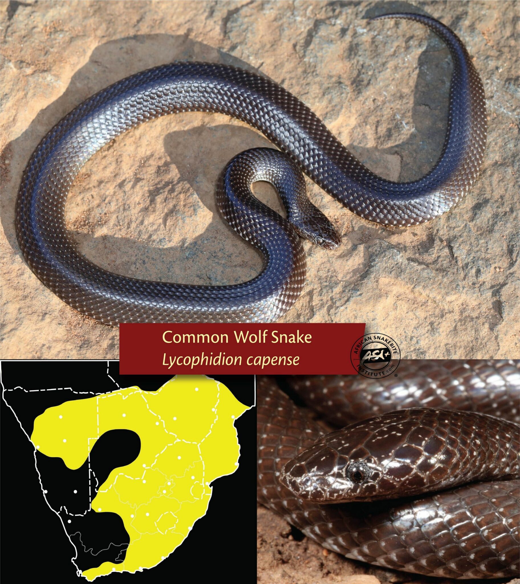 Small black snakes of southern Africa - African Snakebite Institute