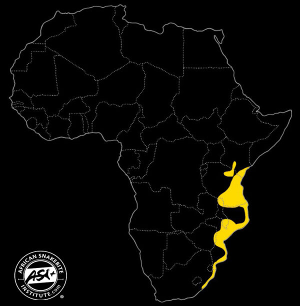 The Green Mamba - African Snakebite Institute