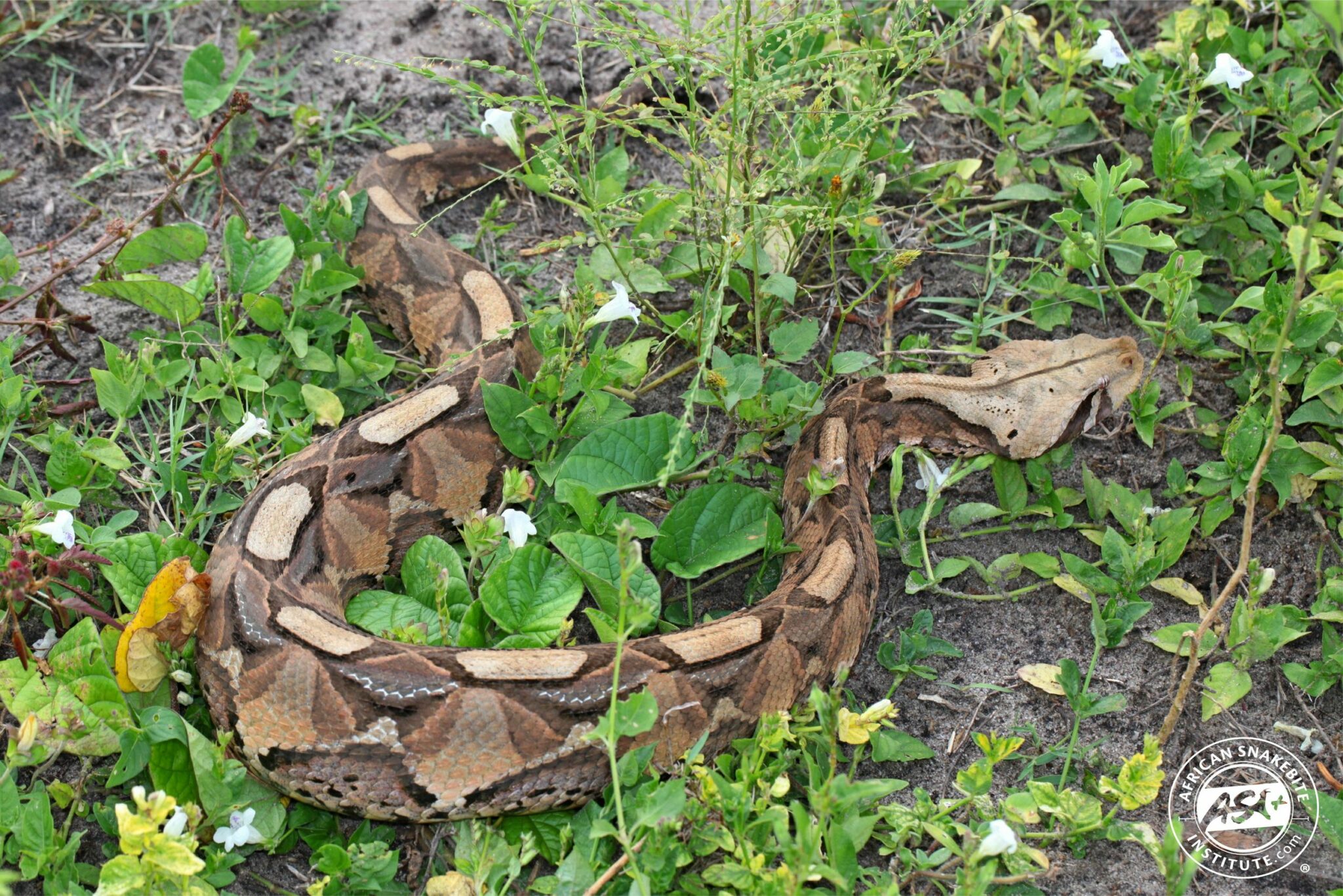 Snake Conservation - African Snakebite Institute