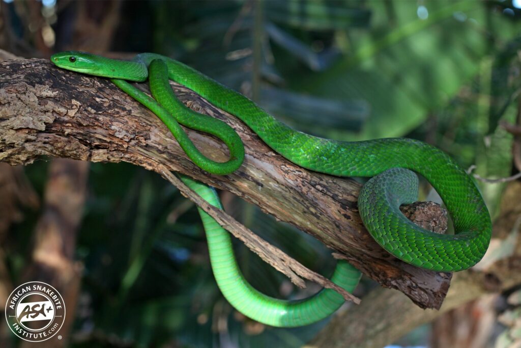 The Green Mamba - African Snakebite Institute