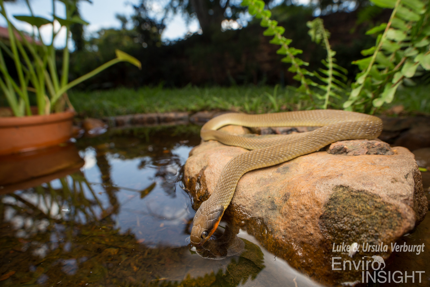 Snake Conservation - African Snakebite Institute