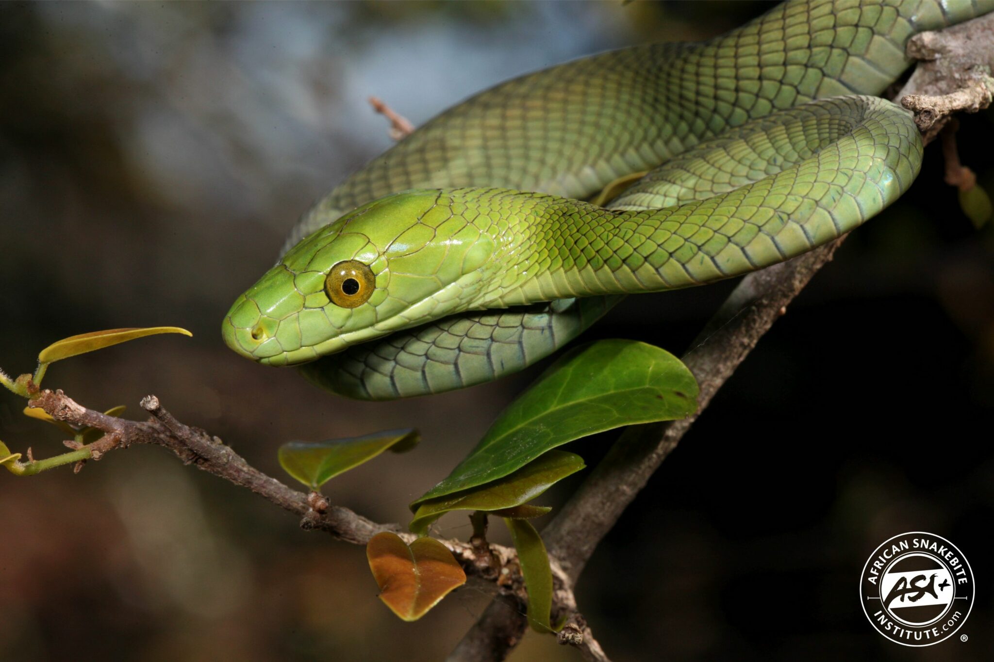 The Green Mamba - African Snakebite Institute