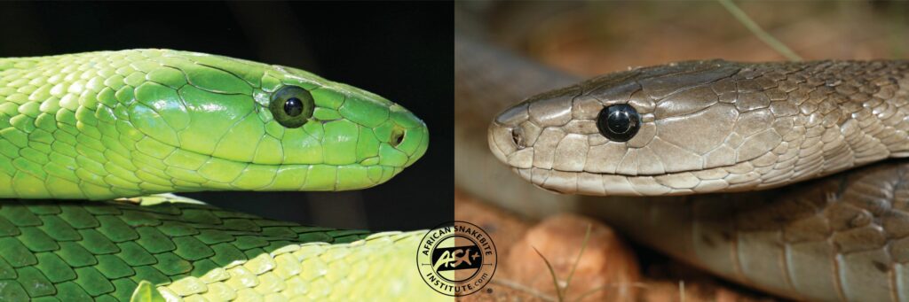 The Green Mamba - African Snakebite Institute