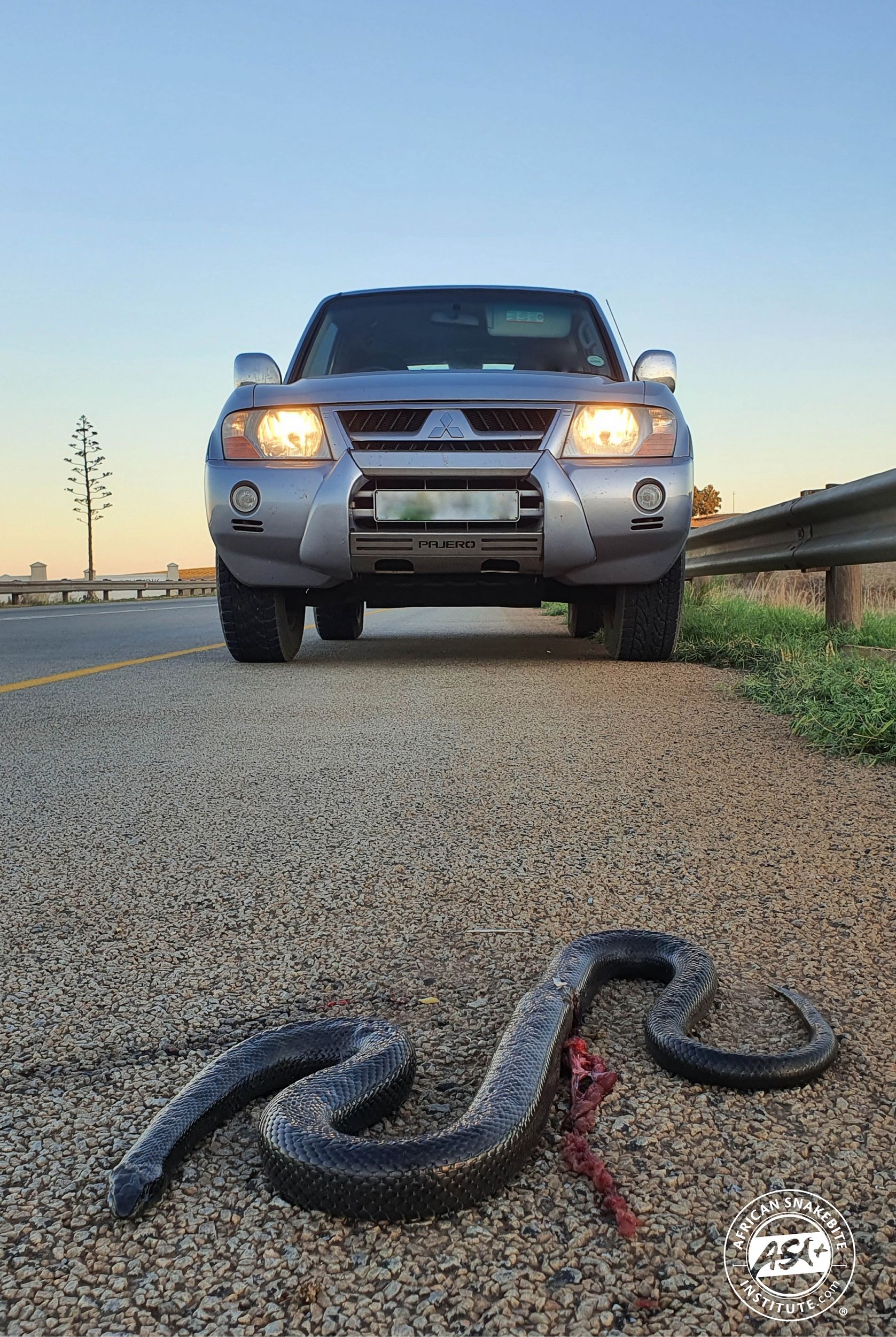 Snake Conservation - African Snakebite Institute