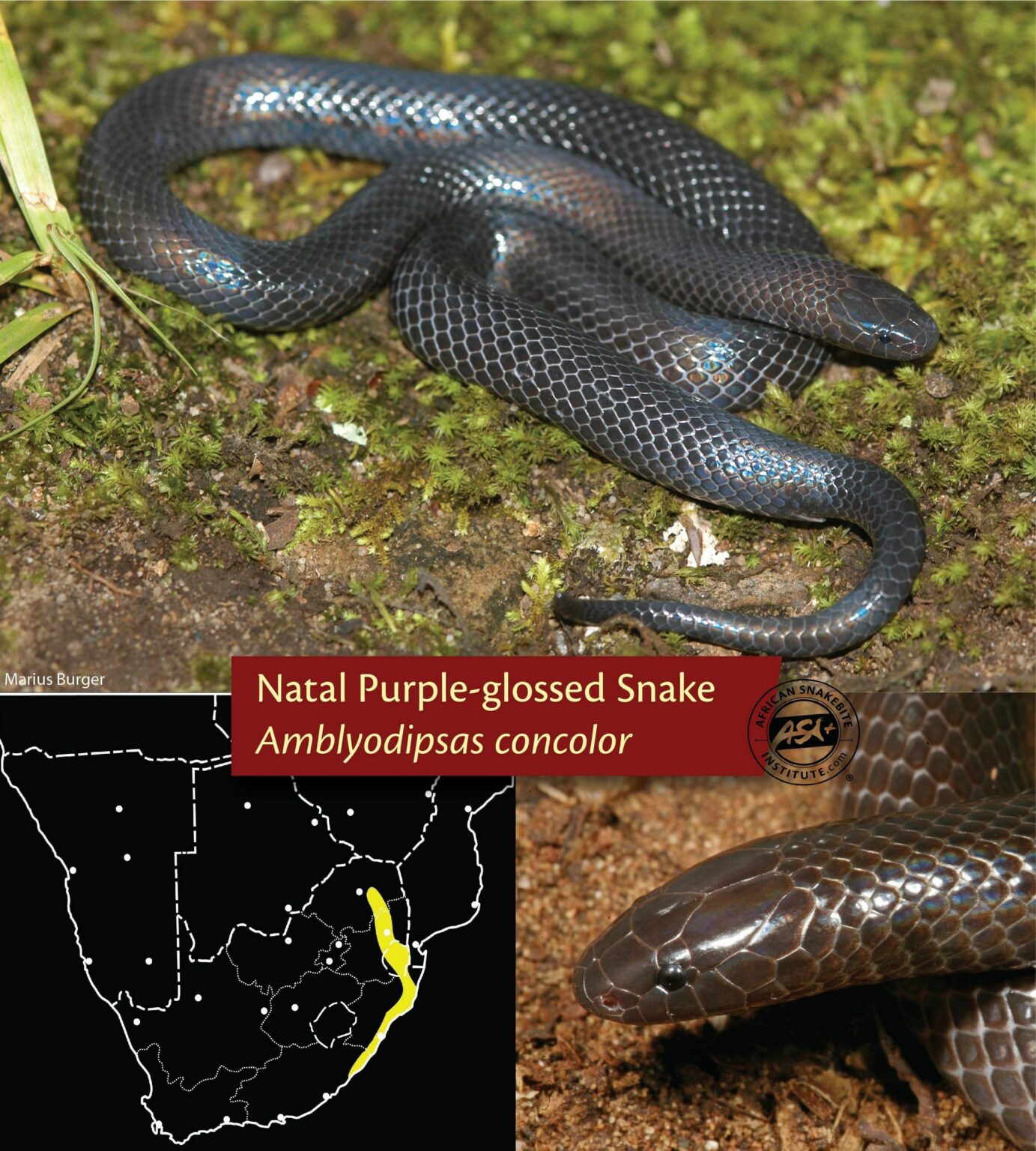 Small black snakes of southern Africa - African Snakebite Institute
