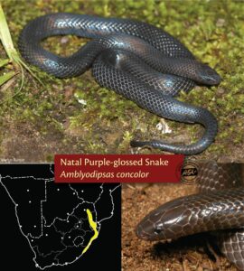 Small black snakes of southern Africa - African Snakebite Institute