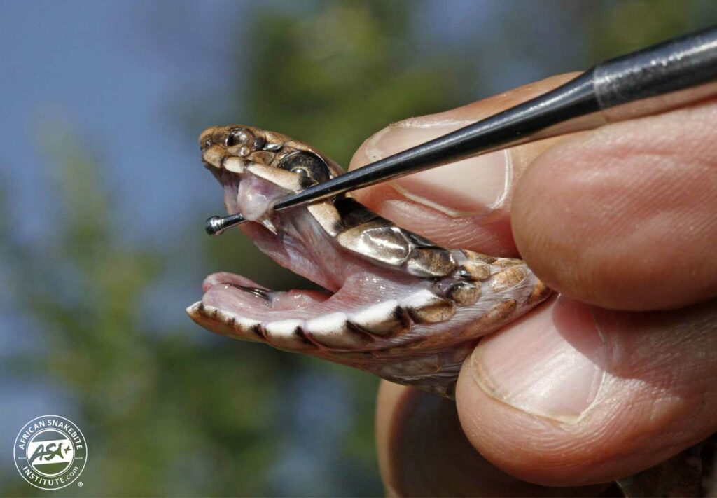 Antivenom Shortage - African Snakebite Institute