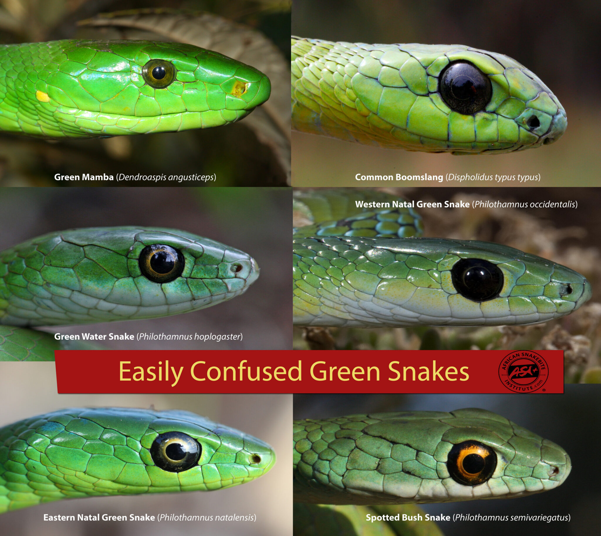 The Green Mamba - African Snakebite Institute