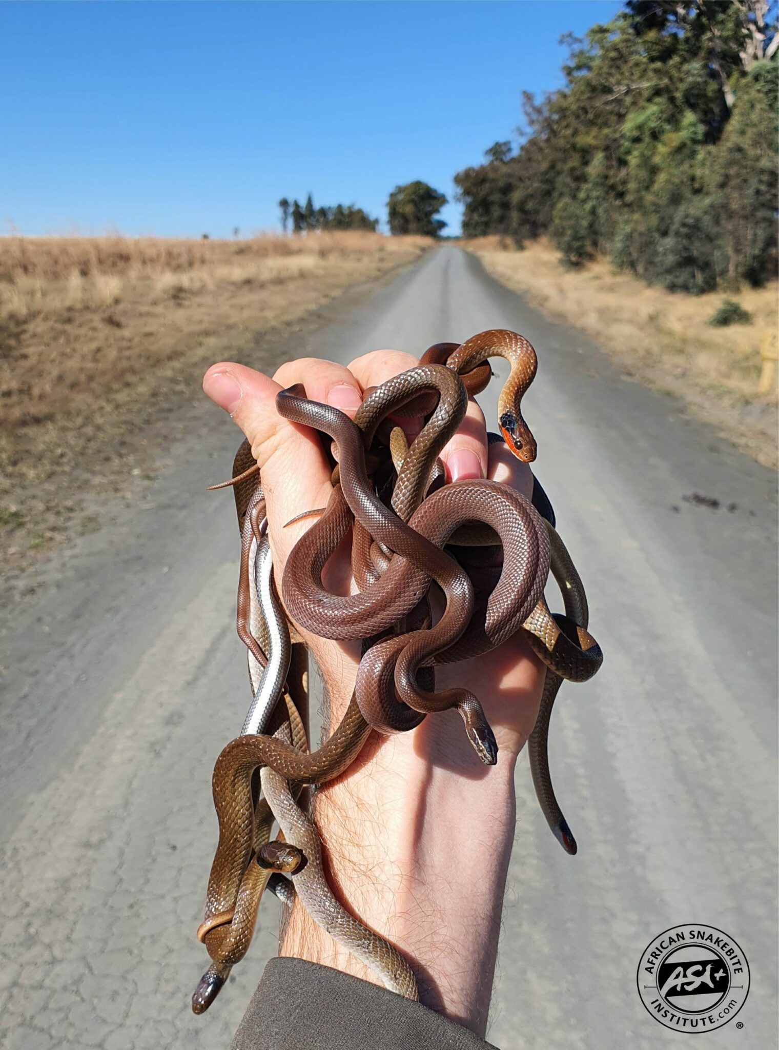 Snake Conservation - African Snakebite Institute