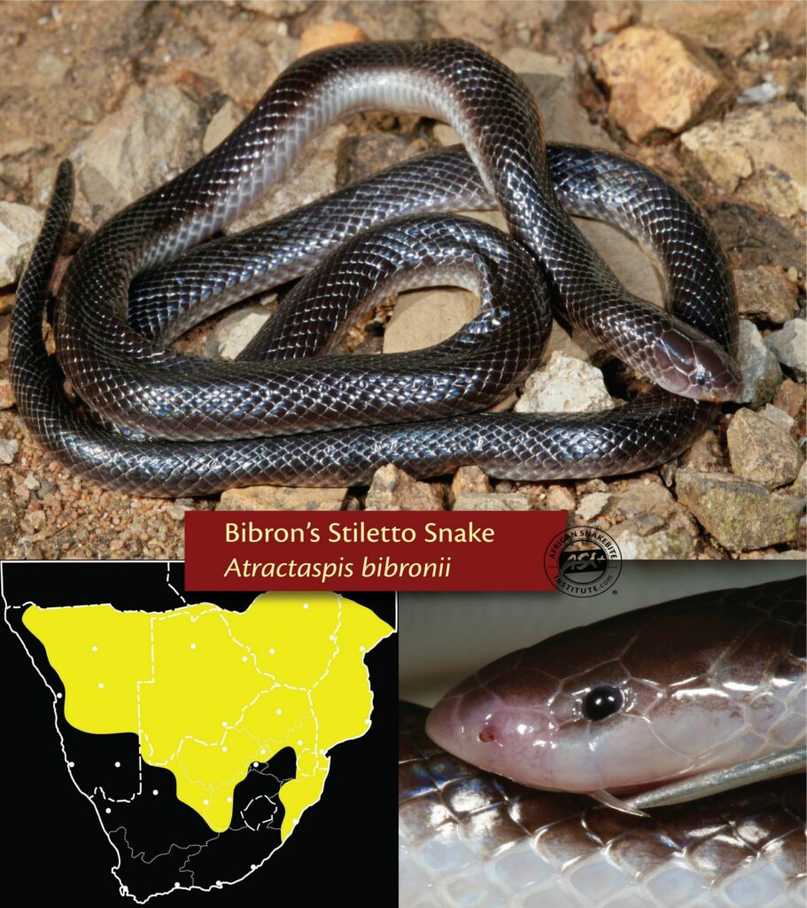 Small black snakes of southern Africa - African Snakebite Institute