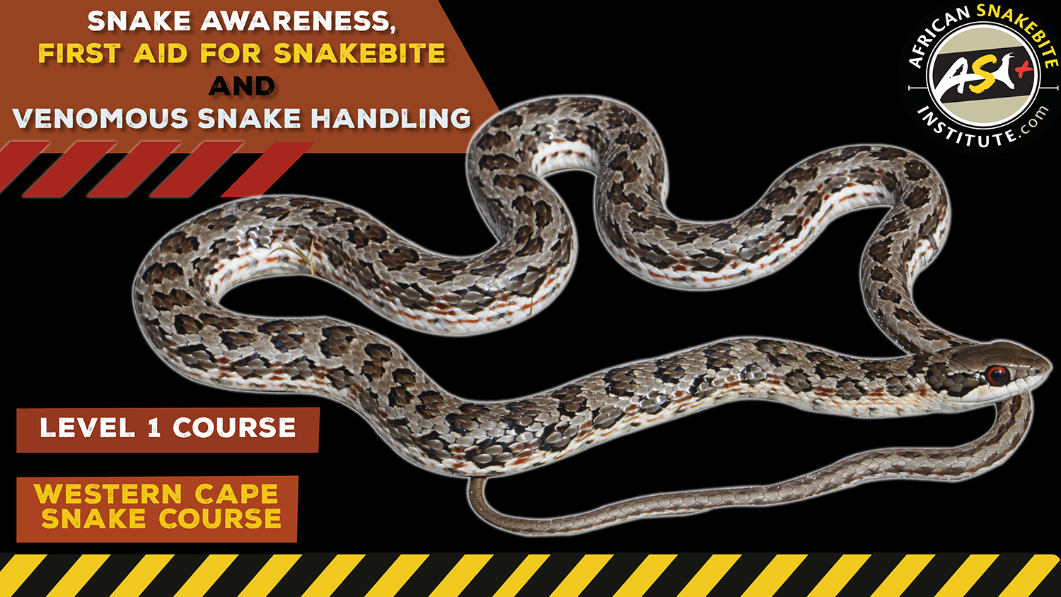 Snake Awareness & Venomous Snake Handling (Western Cape) - 2024-01-20