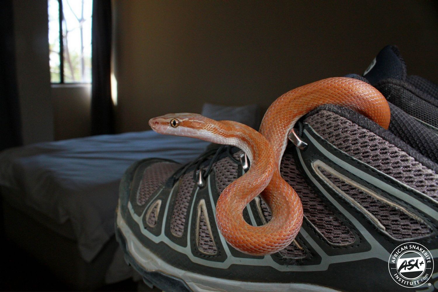 Holiday time and snakes - African Snakebite Institute