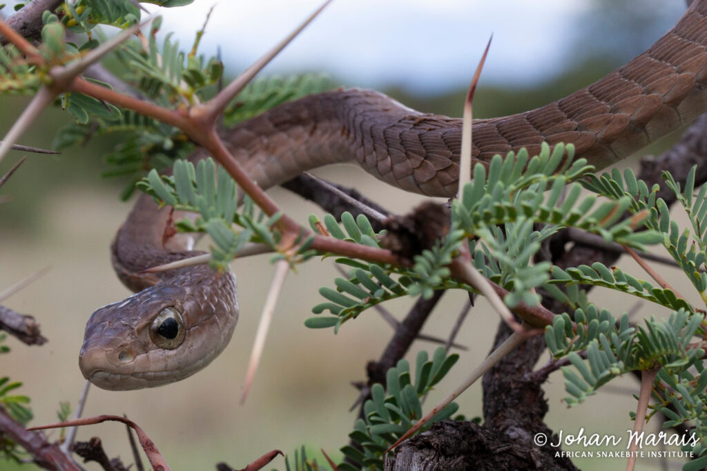 Determining the Sex and Age of Snakes - African Snakebite Institute