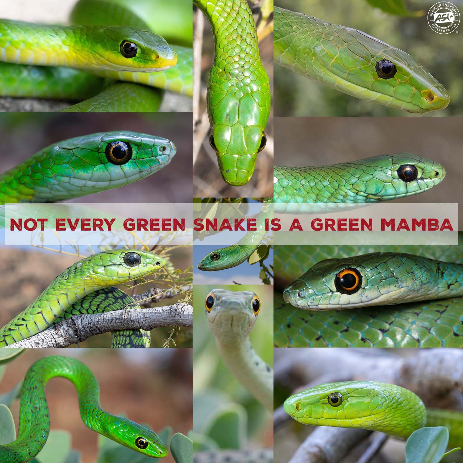 Reptiles Green Snakes Rough Green Snake For Sale Underground