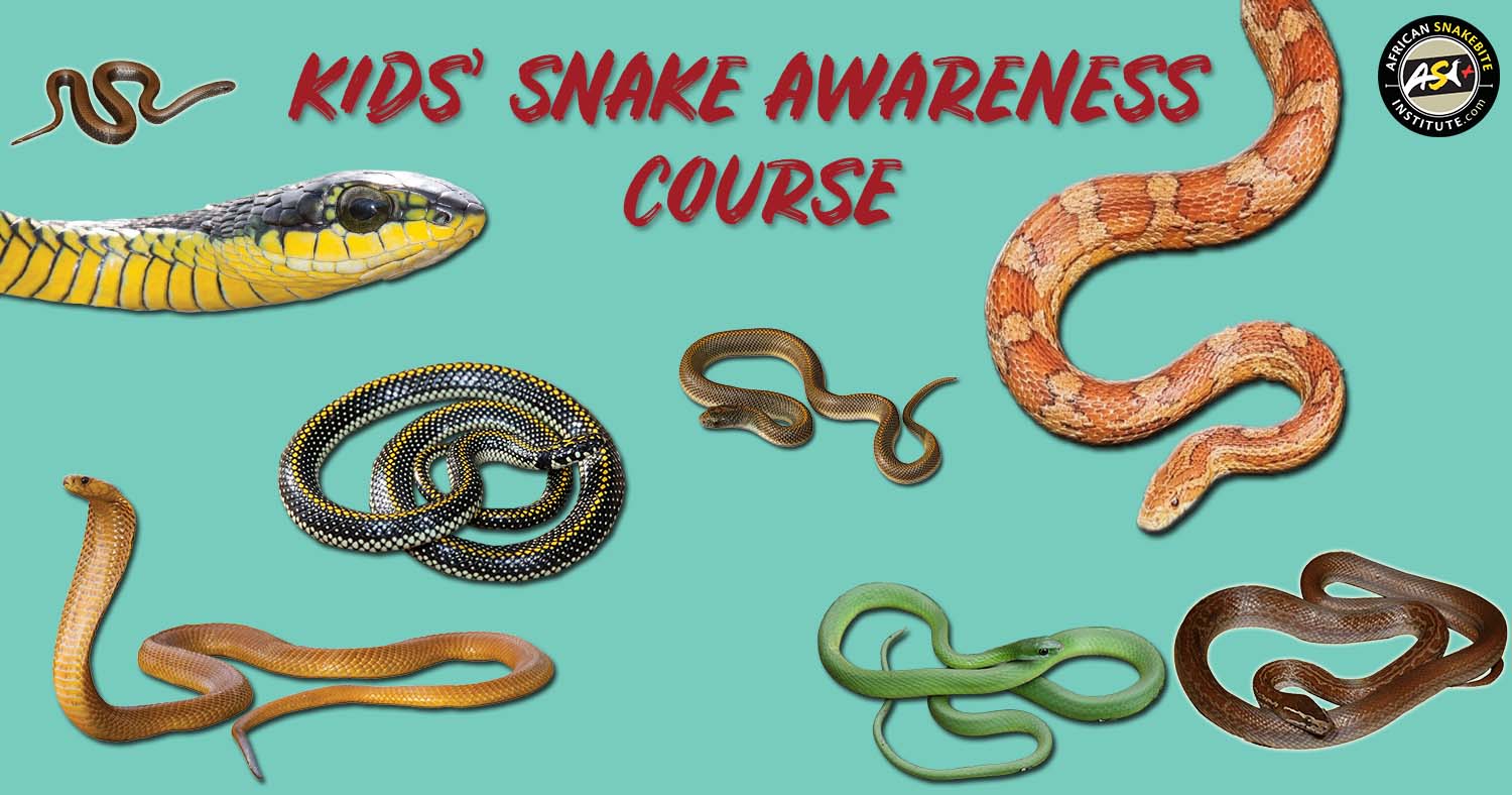 Kids' Snake Awareness Course (Western Cape) - 2023-12-03