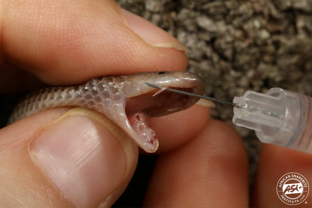 Holiday time and snakes - African Snakebite Institute