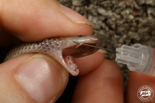 Holiday time and snakes - African Snakebite Institute