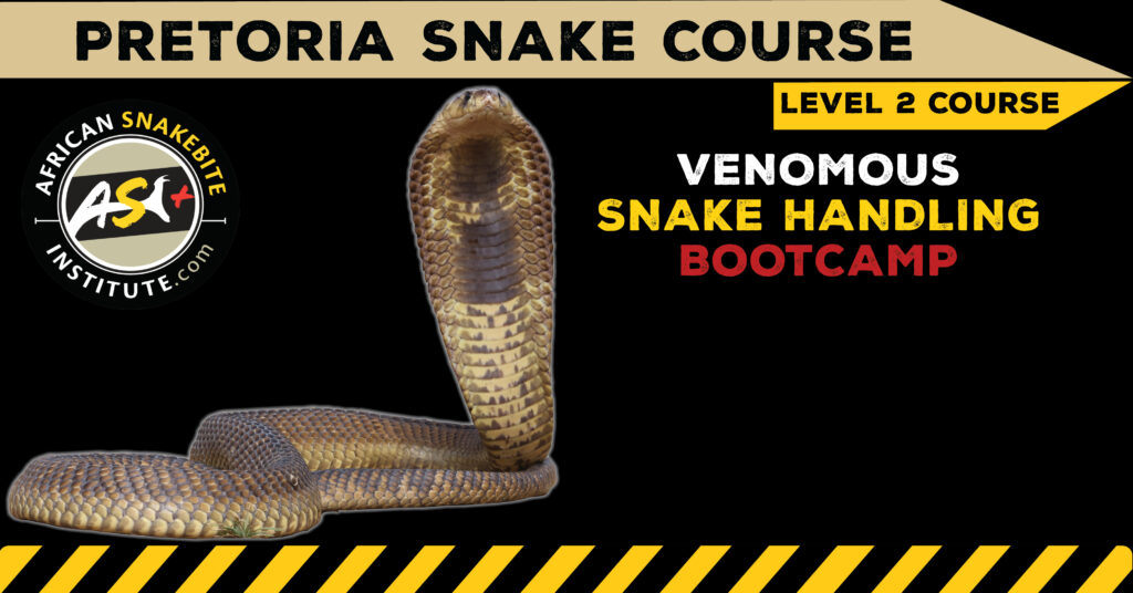 Venomous Snake Handling Bootcamp (Gauteng - Pretoria ) - 2024-03-17