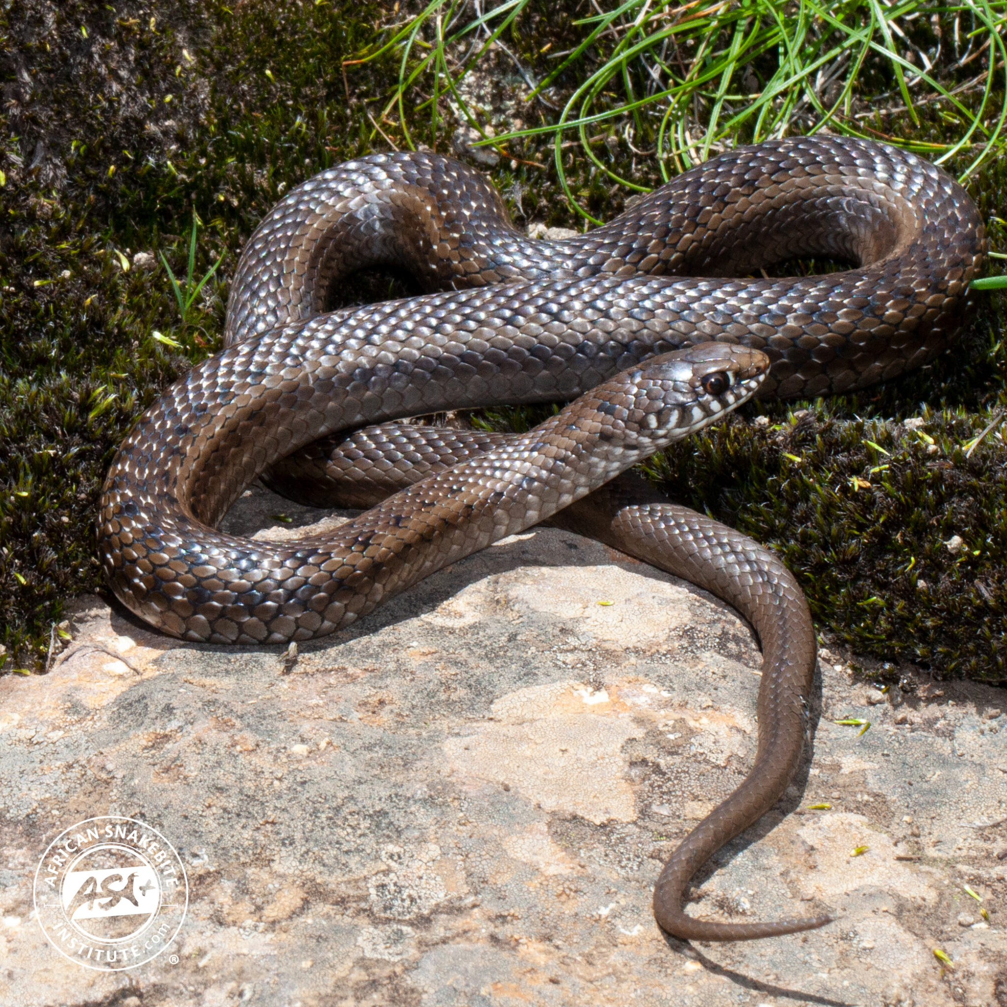 Many-spotted Reed Snake - African Snakebite Institute