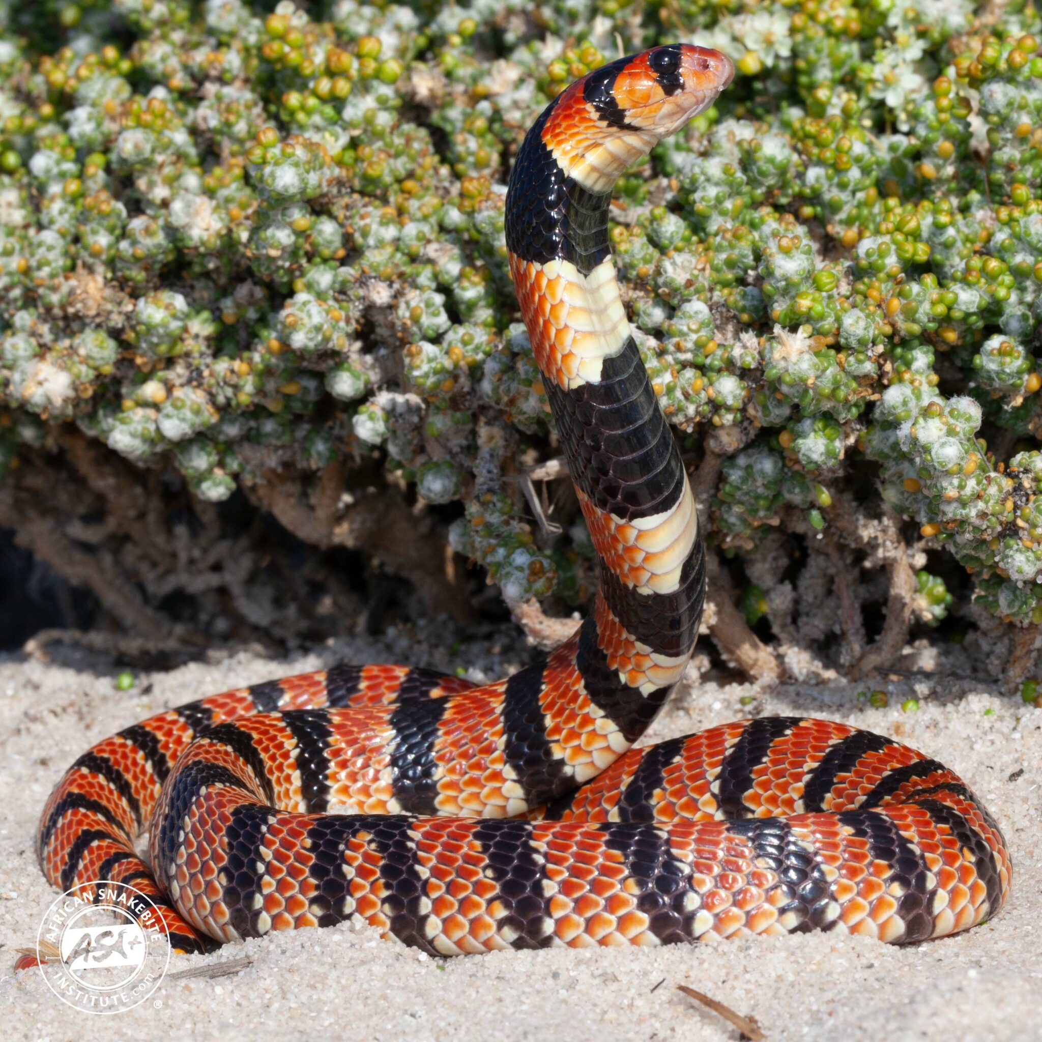 Cape Coral Snake - African Snakebite Institute