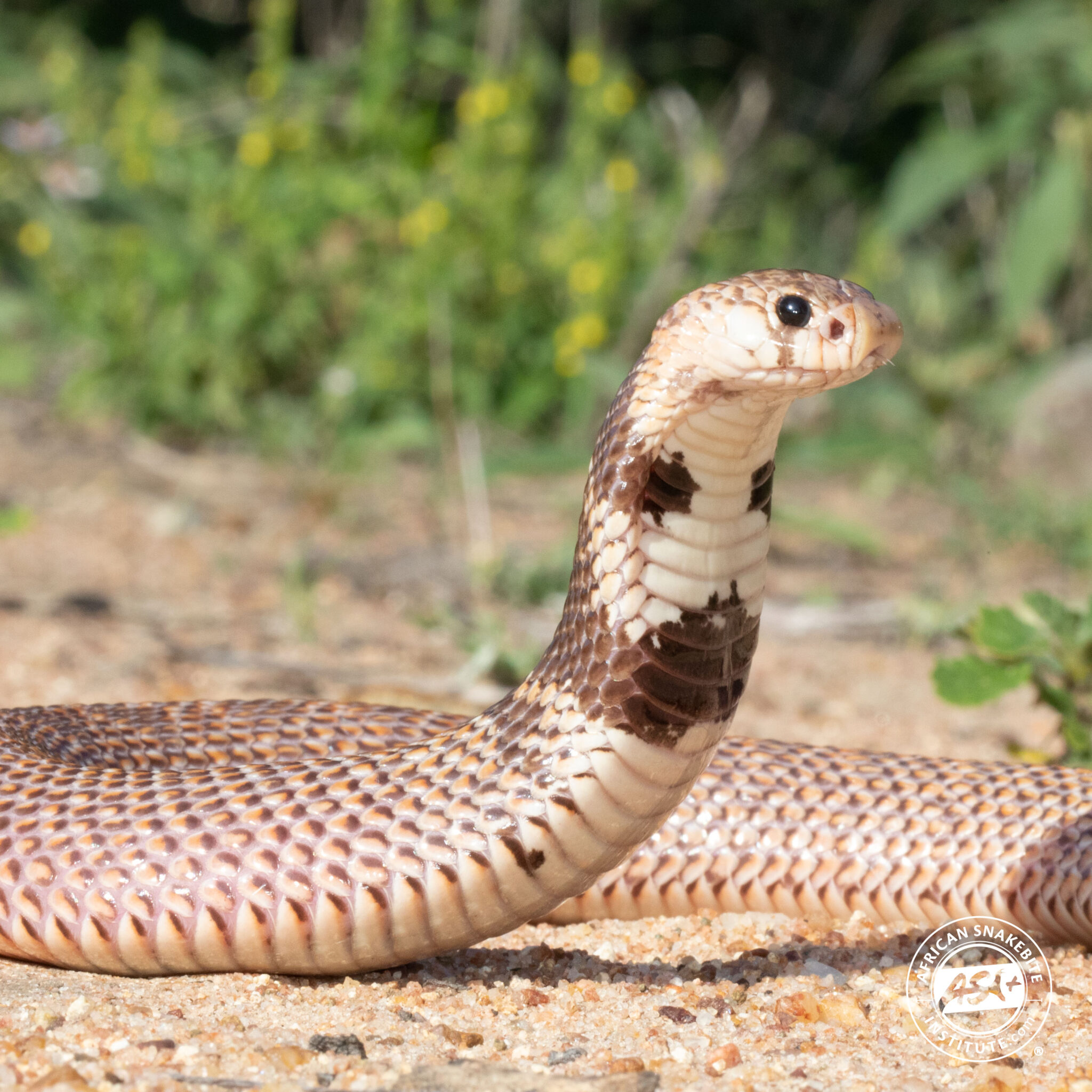 Intermediate Shield-nose Snake - African Snakebite Institute