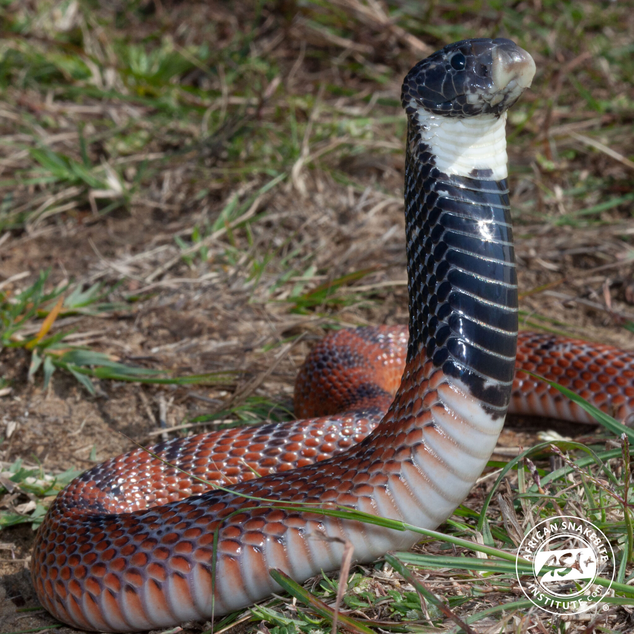 Speckled Shield-nose Snake - African Snakebite Institute