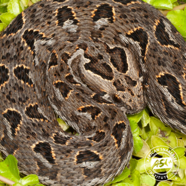 Berg Adder - African Snakebite Institute