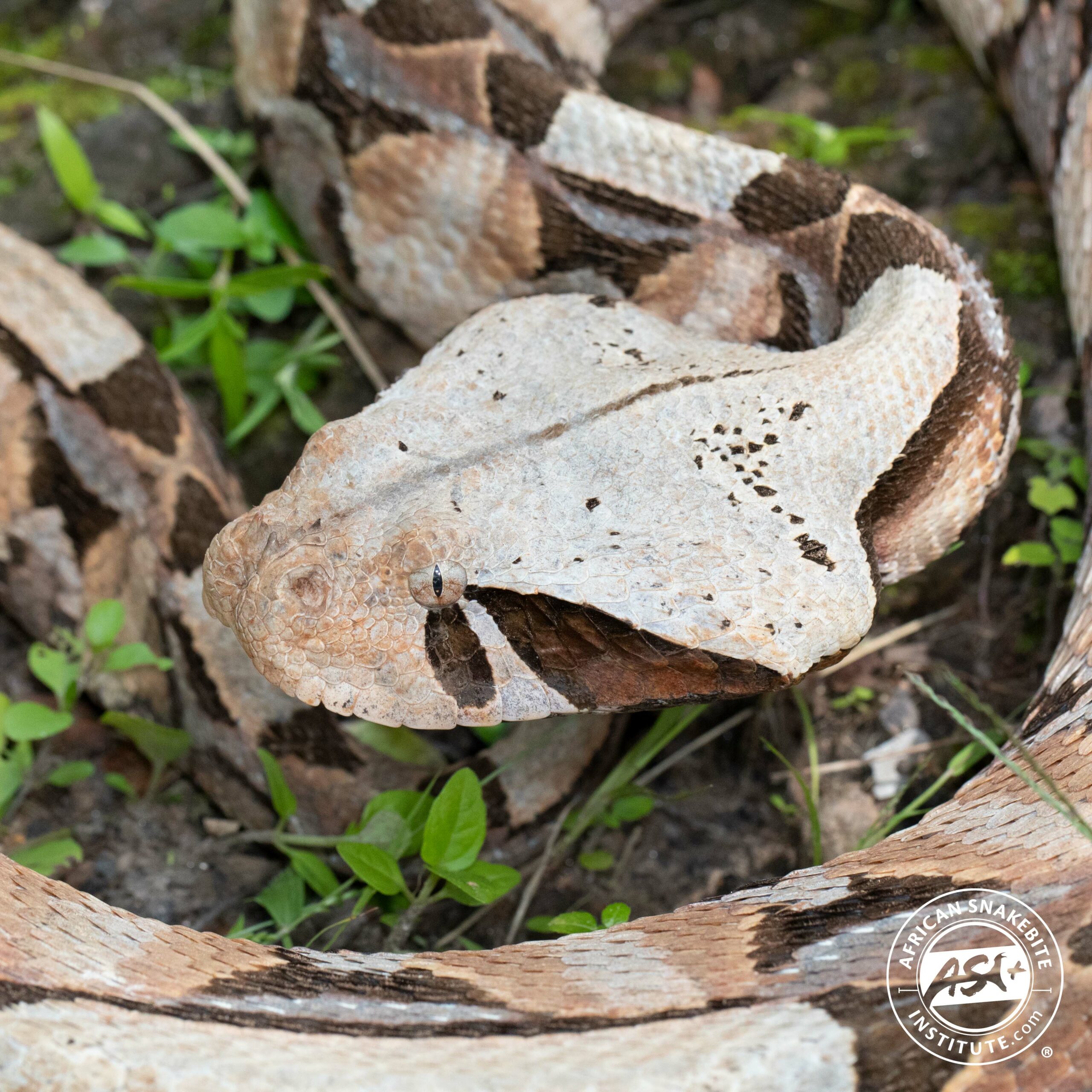 Gaboon Viper Snake
