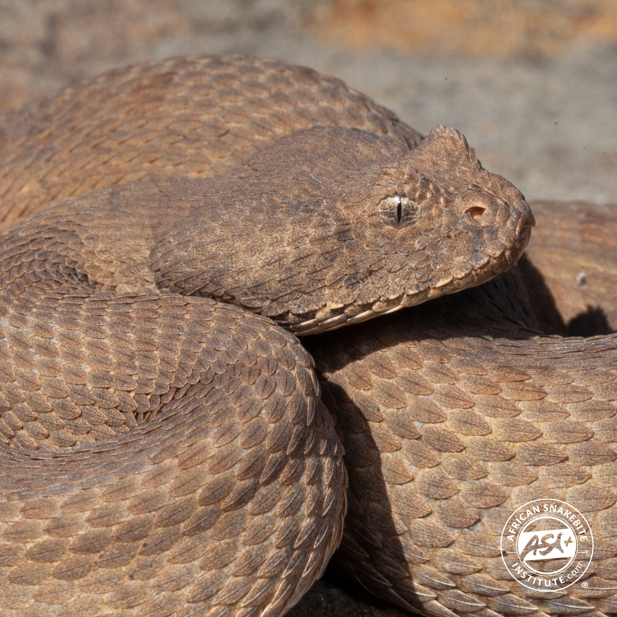 Plain Mountain Adder - African Snakebite Institute