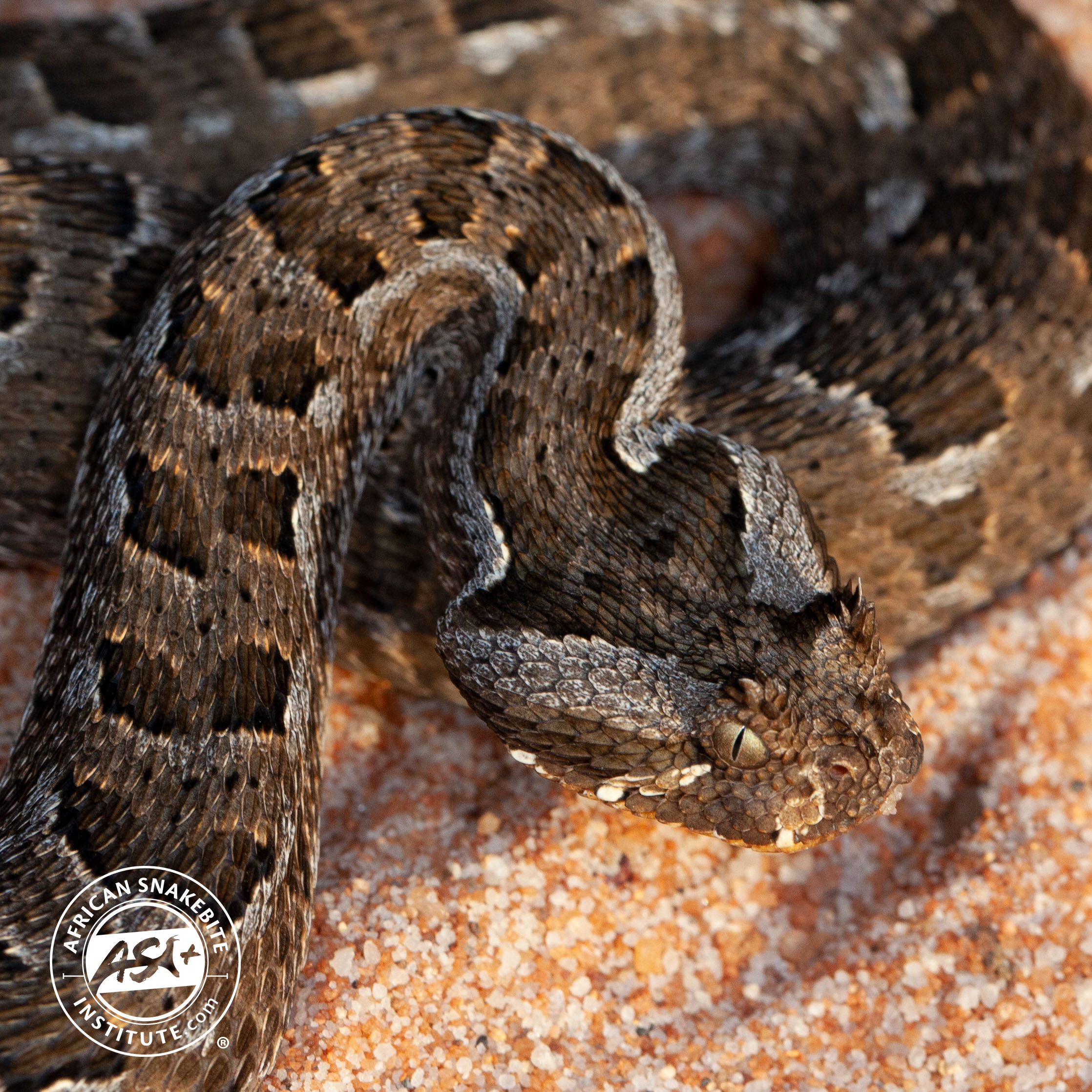 Red Adder - African Snakebite Institute
