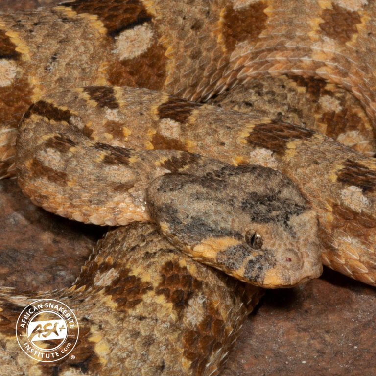 Desert Mountain Adder - African Snakebite Institute