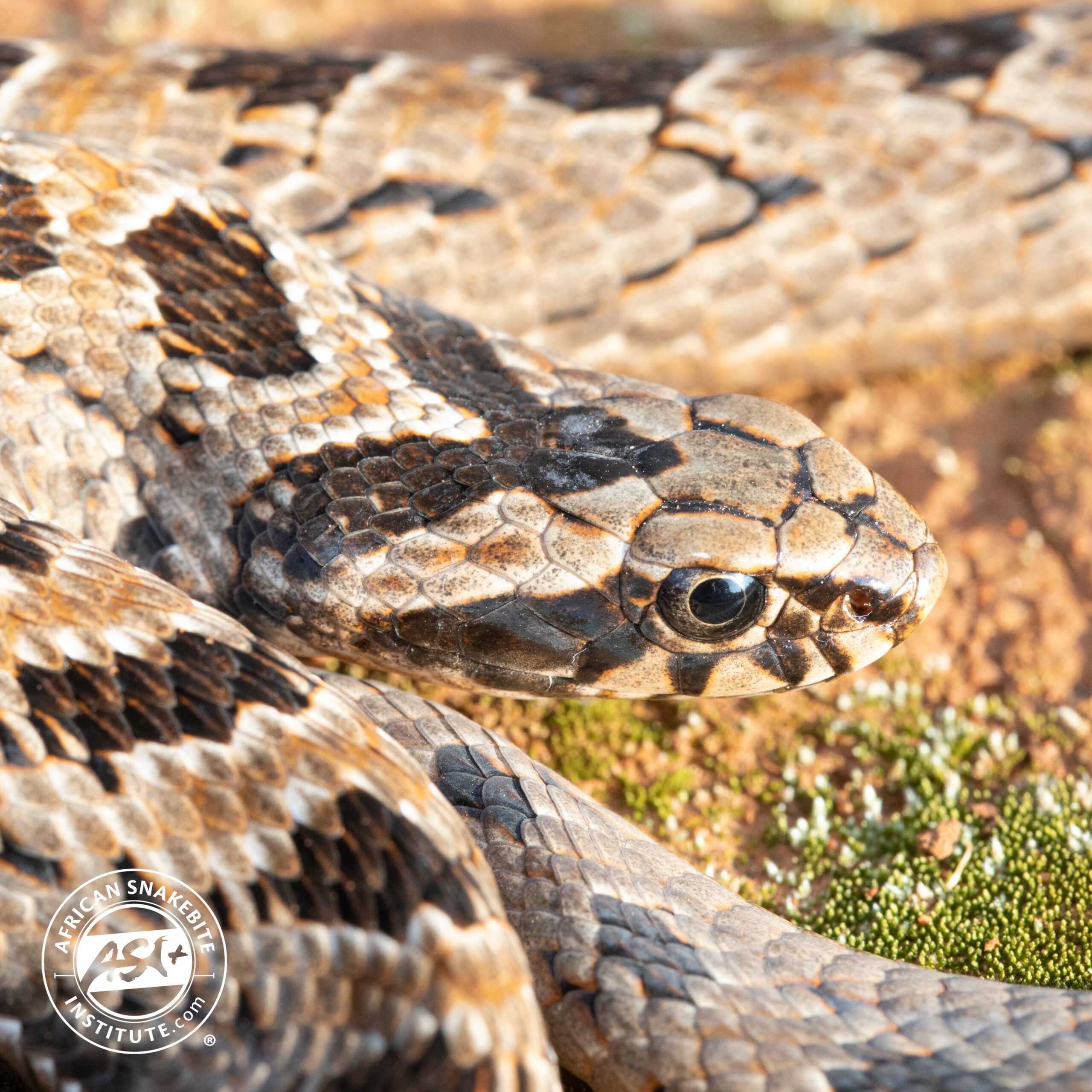 Common Night Adder - African Snakebite Institute