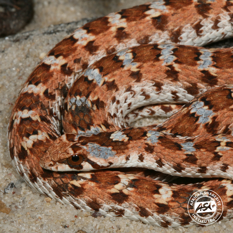 Dwarf Beaked Snake - African Snakebite Institute