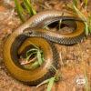 Common Slug-eater - African Snakebite Institute