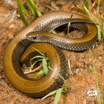 Common Slug-eater - African Snakebite Institute
