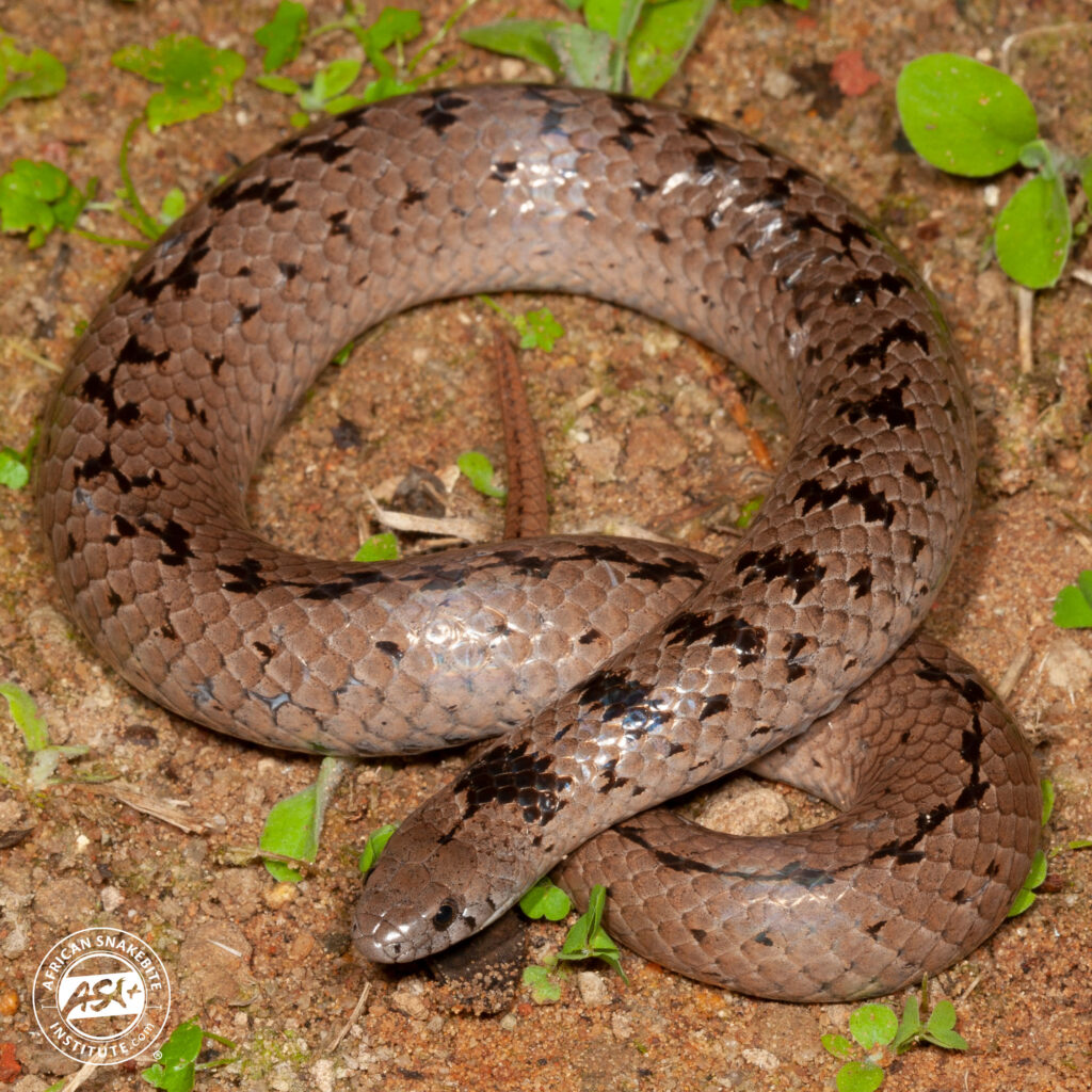 Variegated Slug-eater - African Snakebite Institute