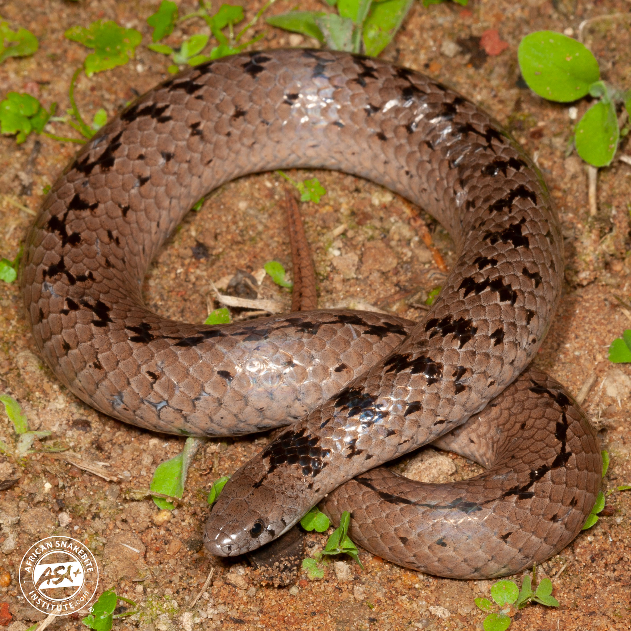 Variegated Slug-eater - African Snakebite Institute