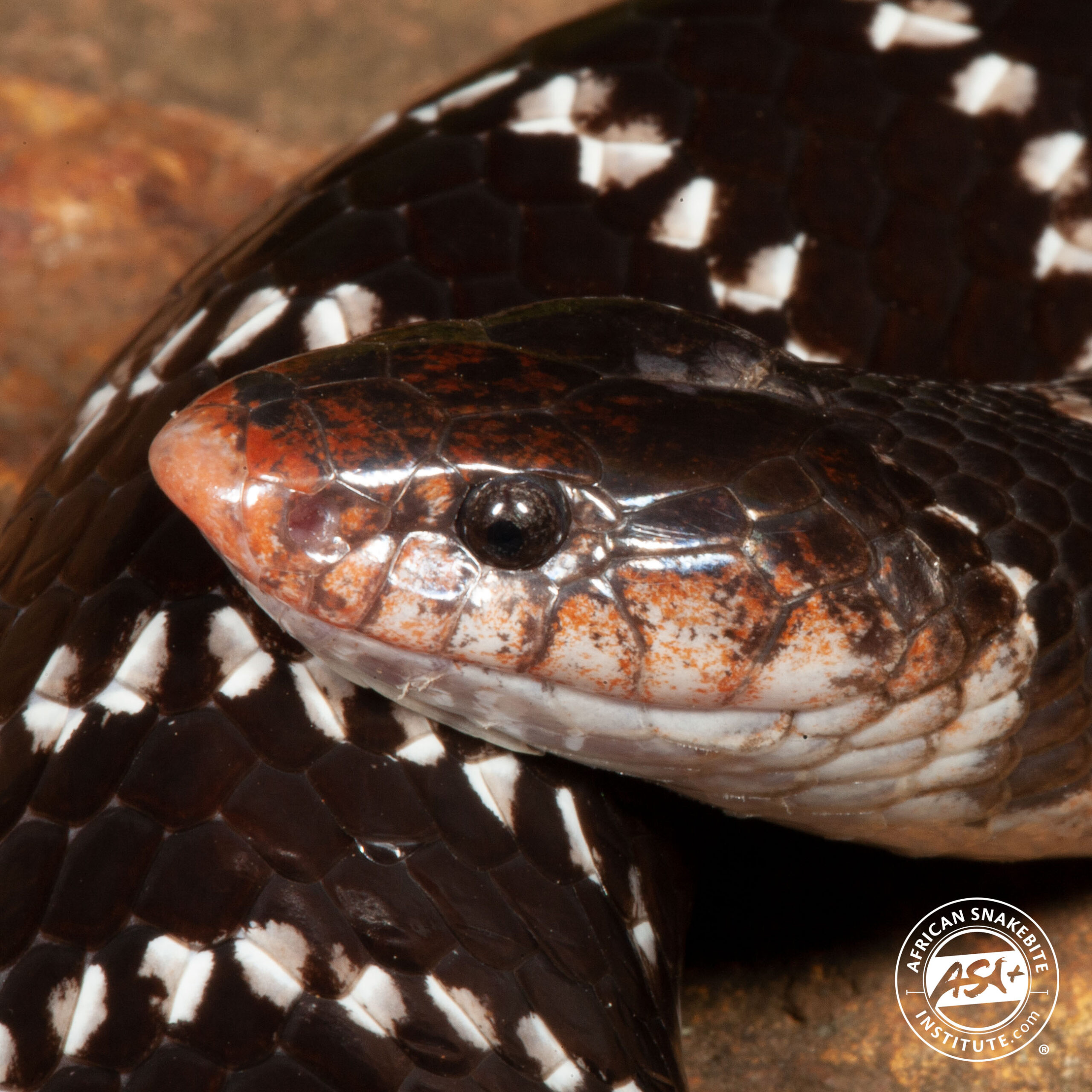 Sundevall's Garter Snake - African Snakebite Institute