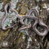 Eastern Bark Snake - African Snakebite Institute