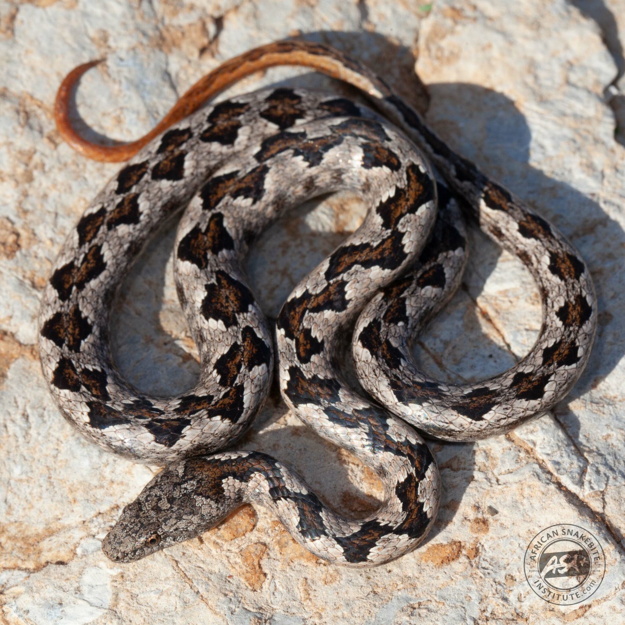 Viperine Rock Snake - African Snakebite Institute