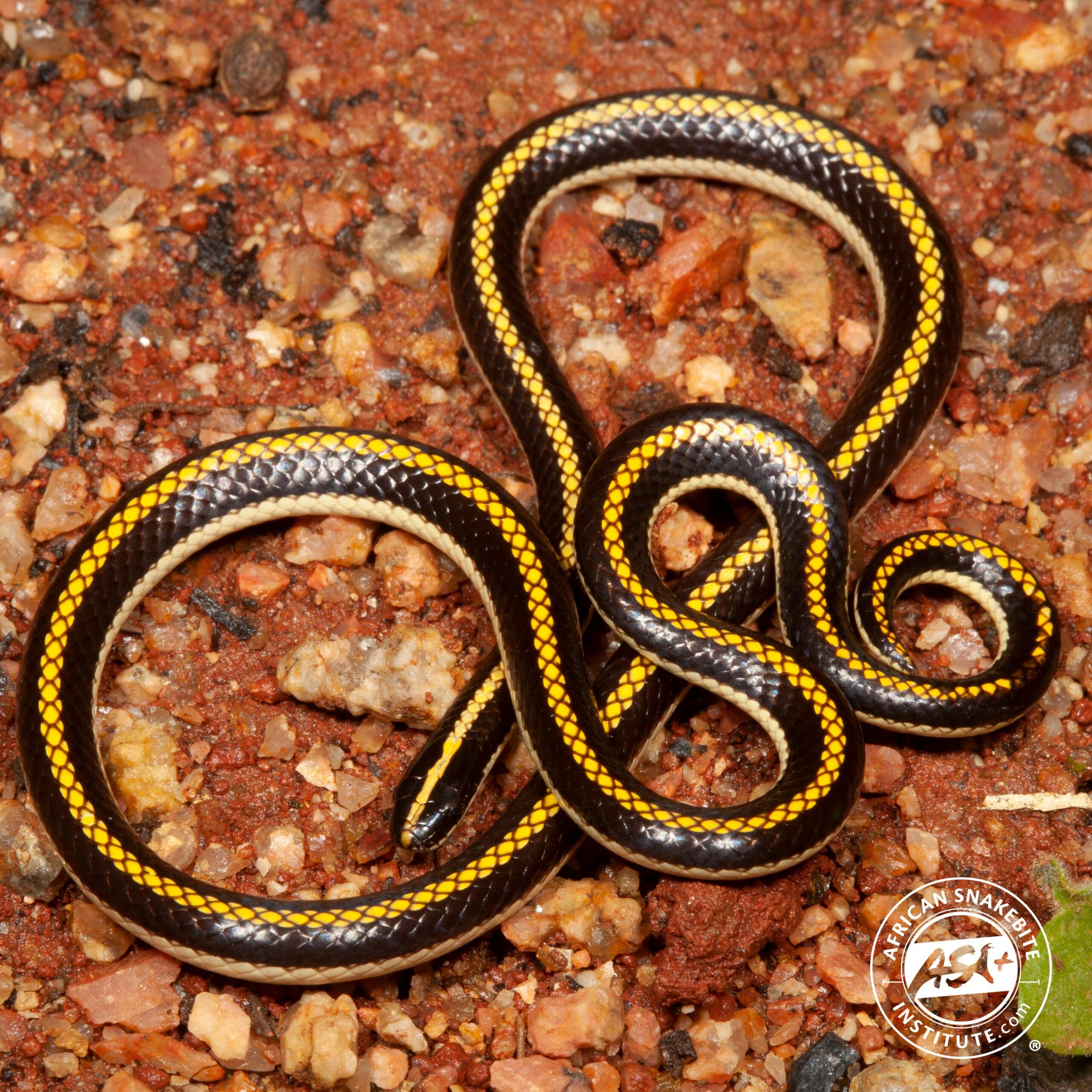 What Type Snake Is Black And Yellow